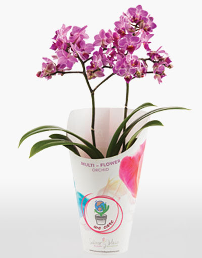 Shop Floral - Weekly Specials - Multi-Flower Orchid