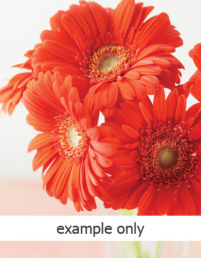 Shop Floral - Birthday - Florist's Choice Blooming Plant