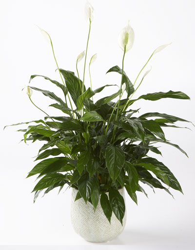 Shop Floral - Every Day - Simply Green